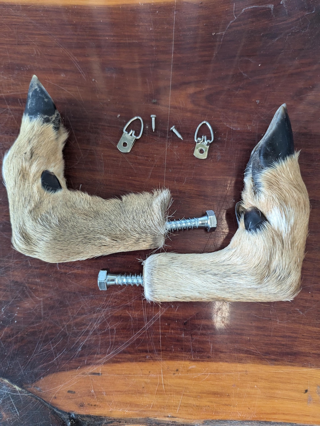 Deer Hoof Foot Feet DIY Gun Rack / With Hangers - Etsy