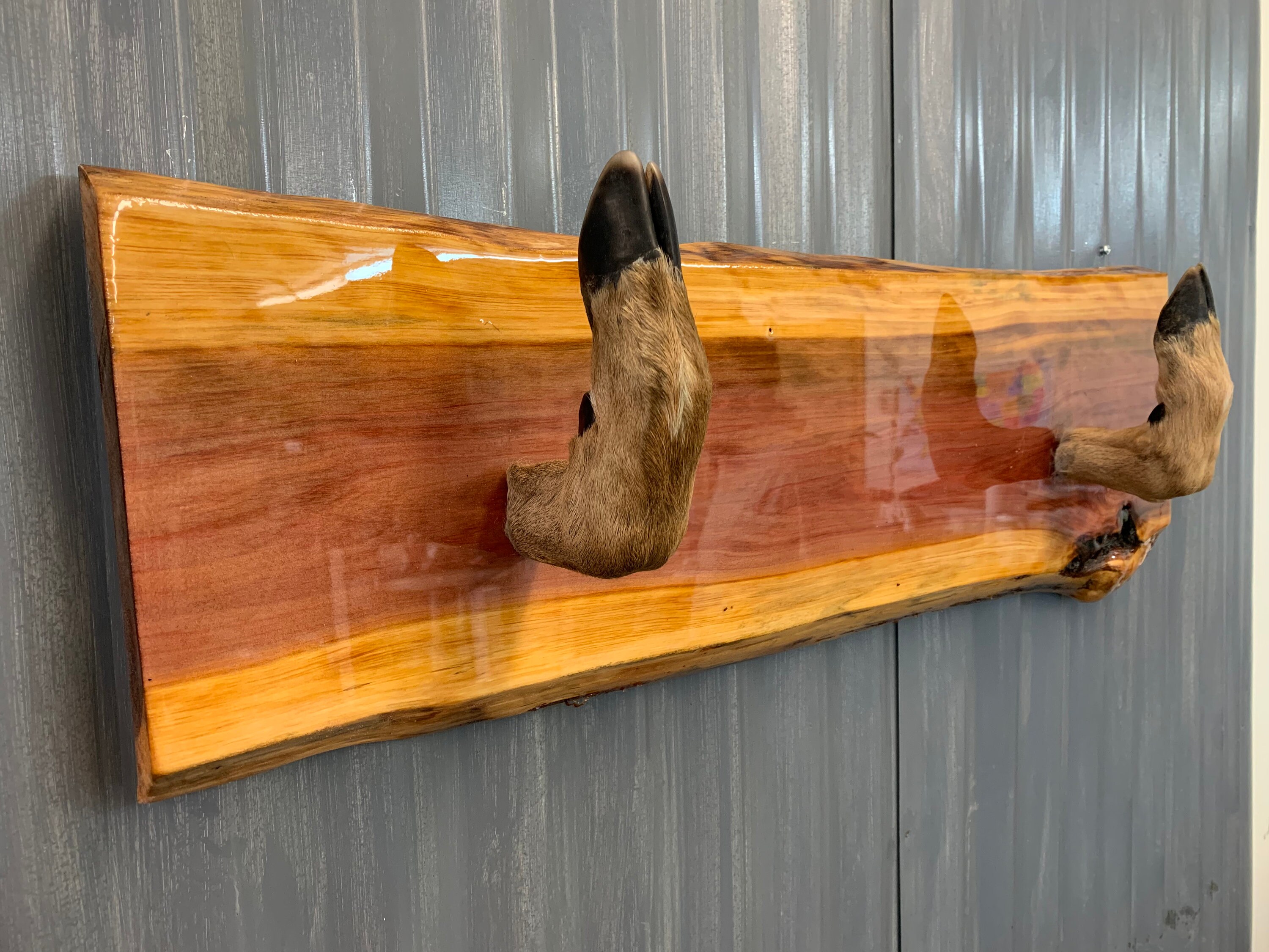 Deer Hoof Foot Feet Gun Rack on Beautifully Finished Live Edge | Etsy