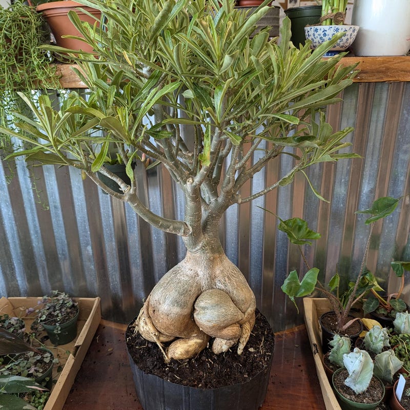 Caudex - Etsy