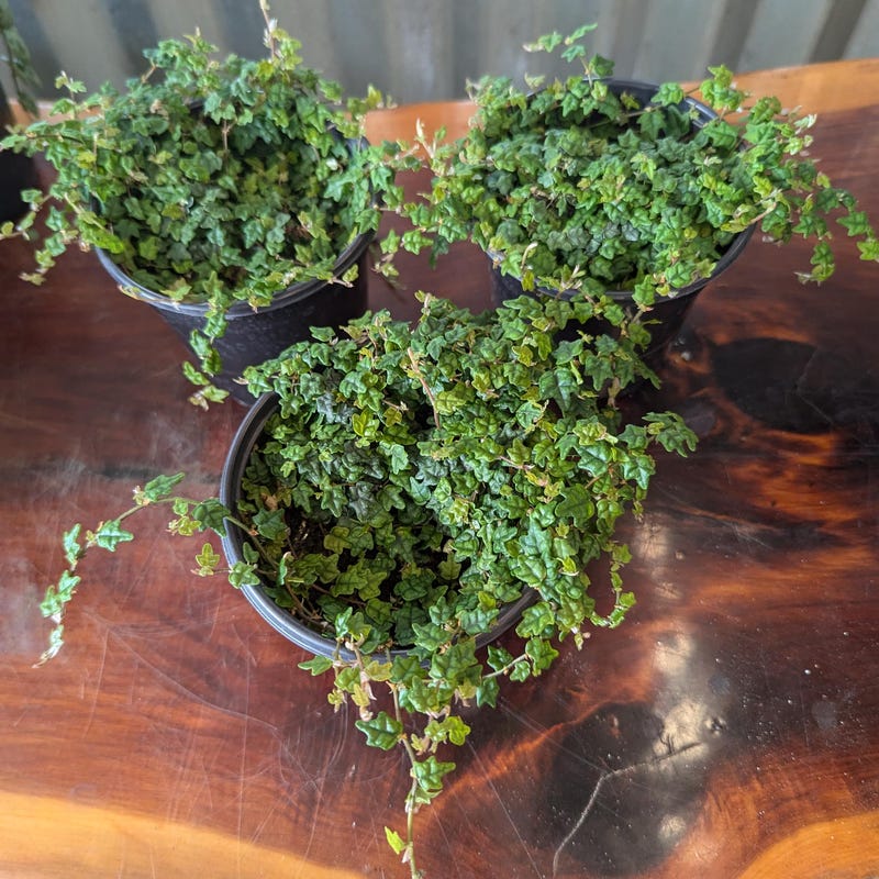 String of Frogs - Etsy