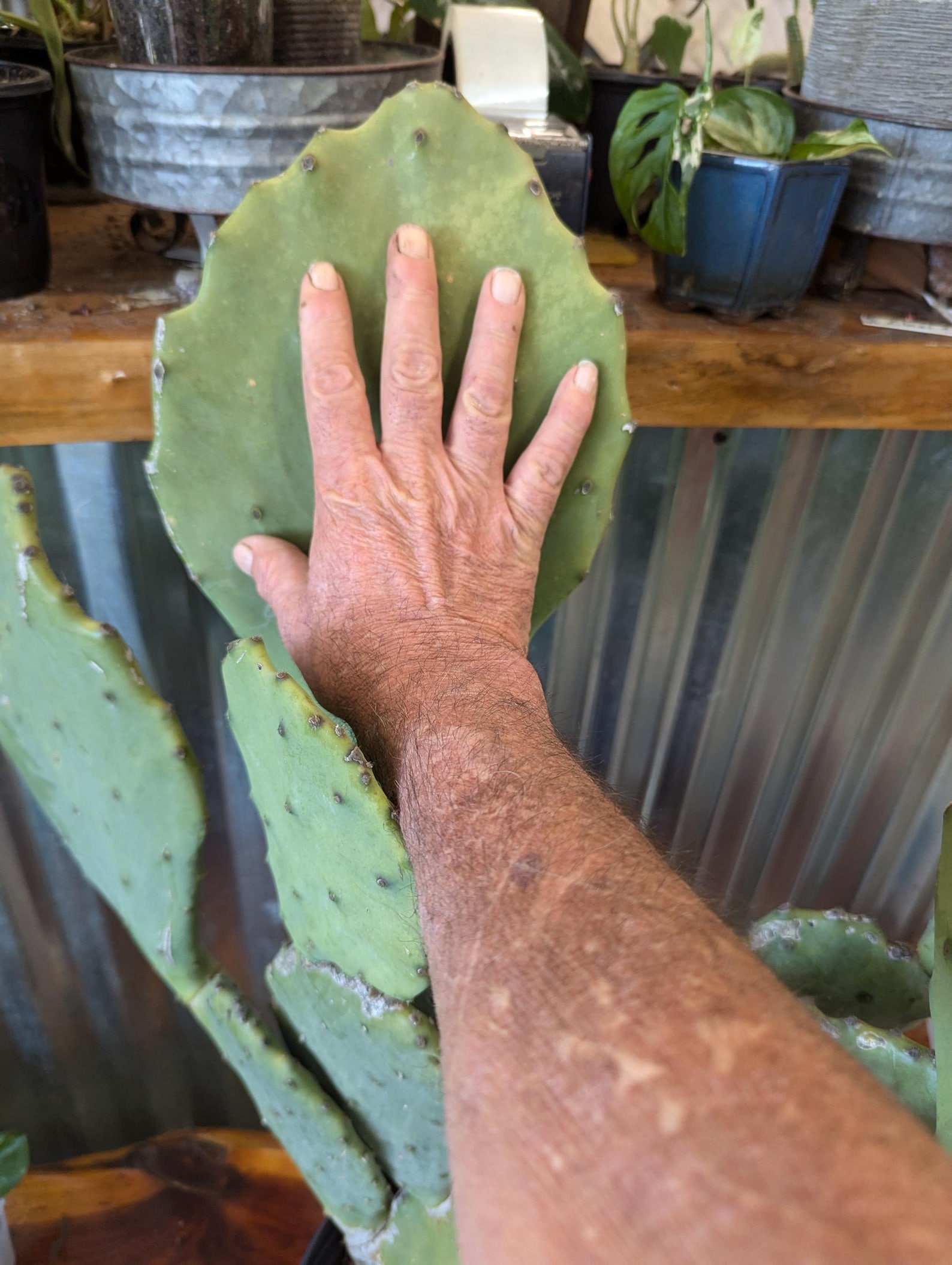 Old Mexico Prickly Pear Cactus Pad Cutting, Large Cactus Cutting ...