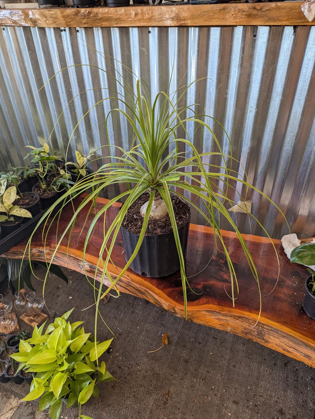 Ponytail Palm 9” Pot / HUGE / (elephant Foot) Exotic Low Maintenance ...