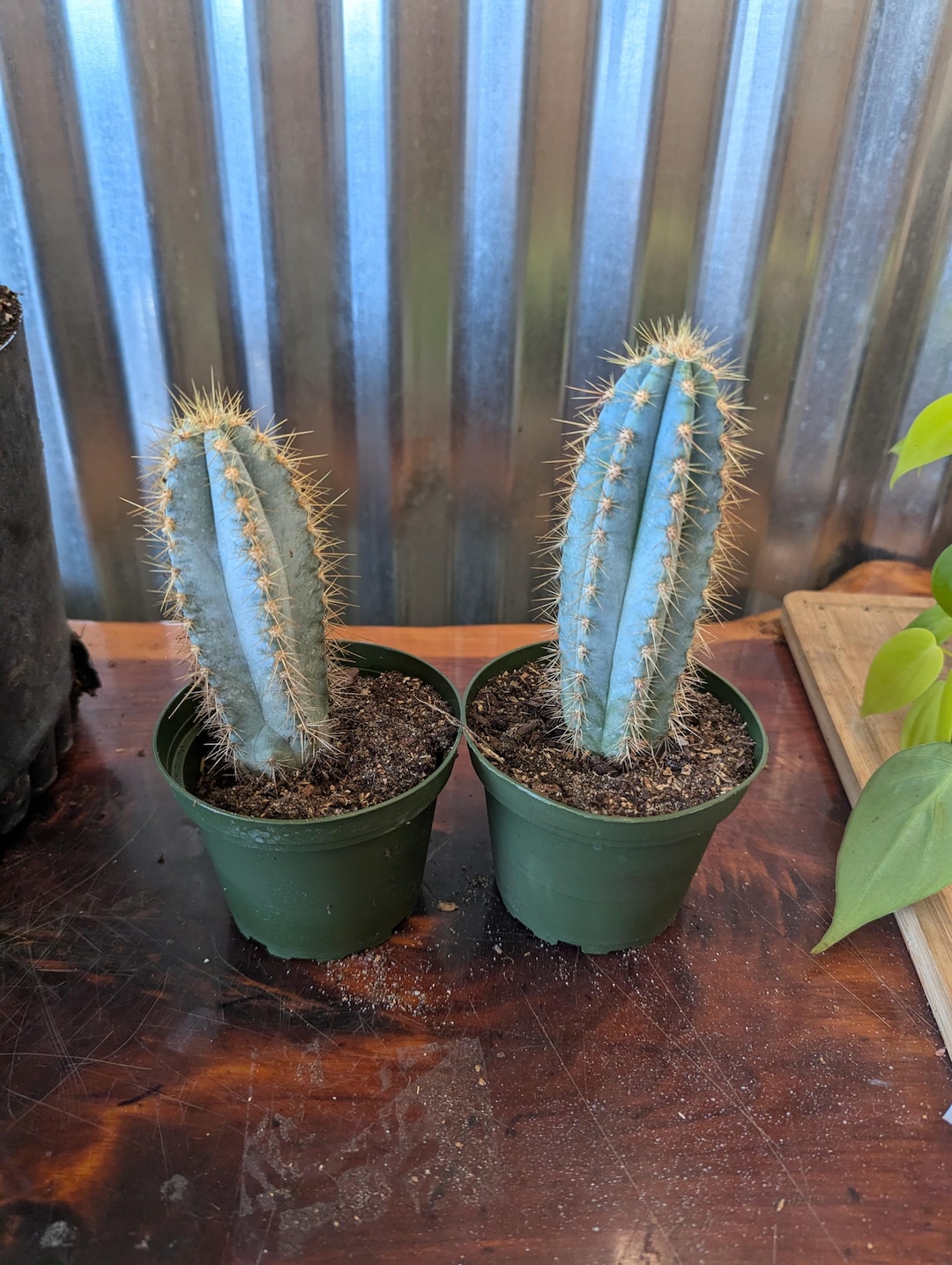 Blue Torch, Pilosocereus Azureus | Blue Cactus Live Succulent Live ...