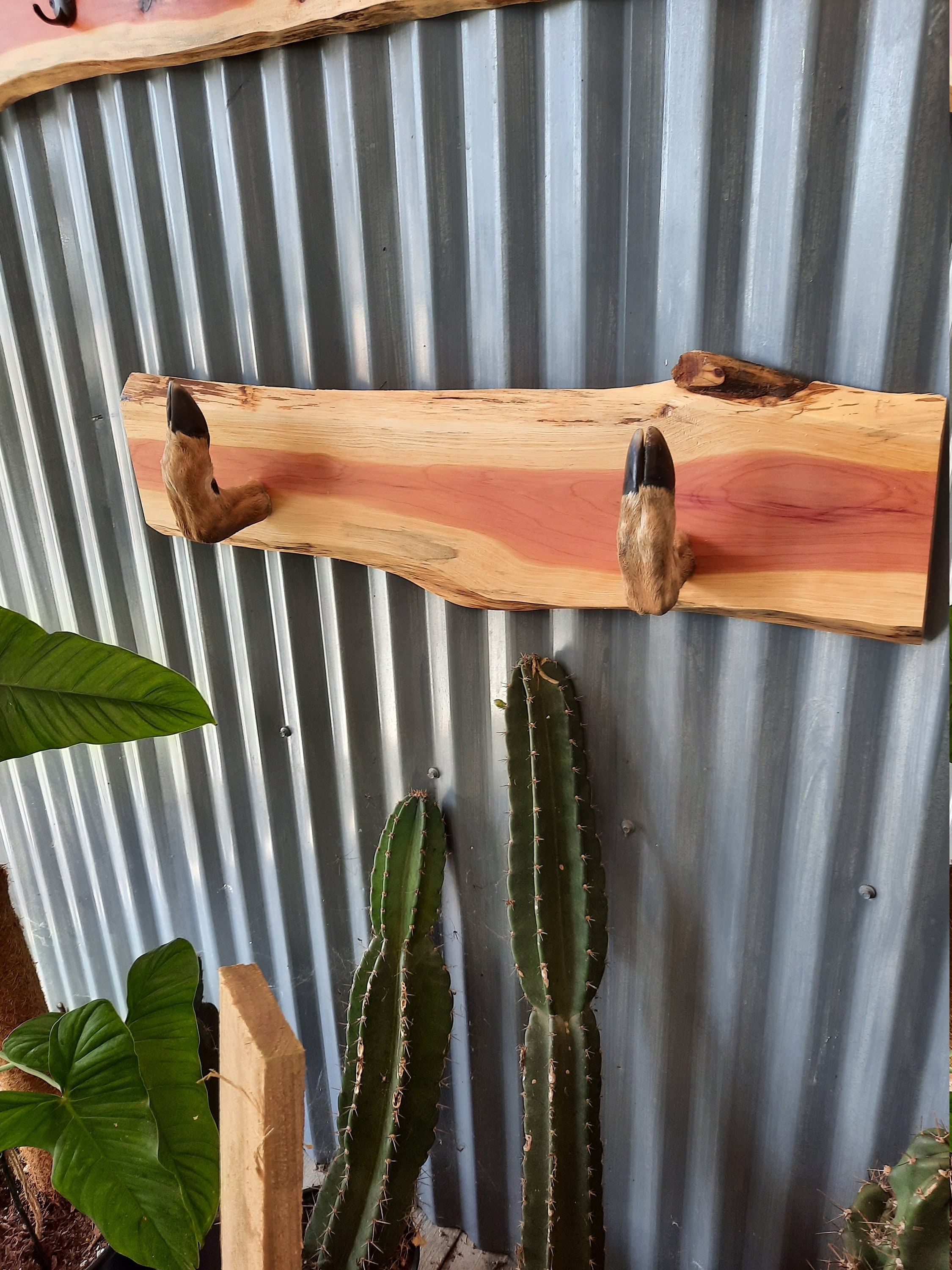 Deer Hoof Foot Feet Gun Rack on Beautifully Finished Live Edge | Etsy