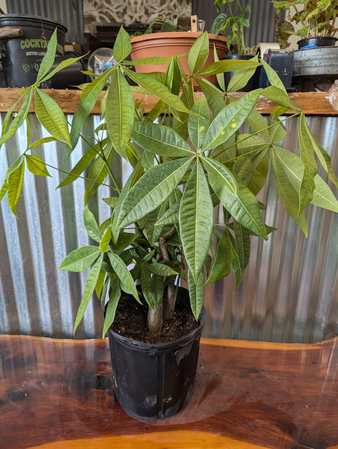 Money Tree / Lucky Plant | Water Chestnut | Indoor & Outdoor | Rooted ...