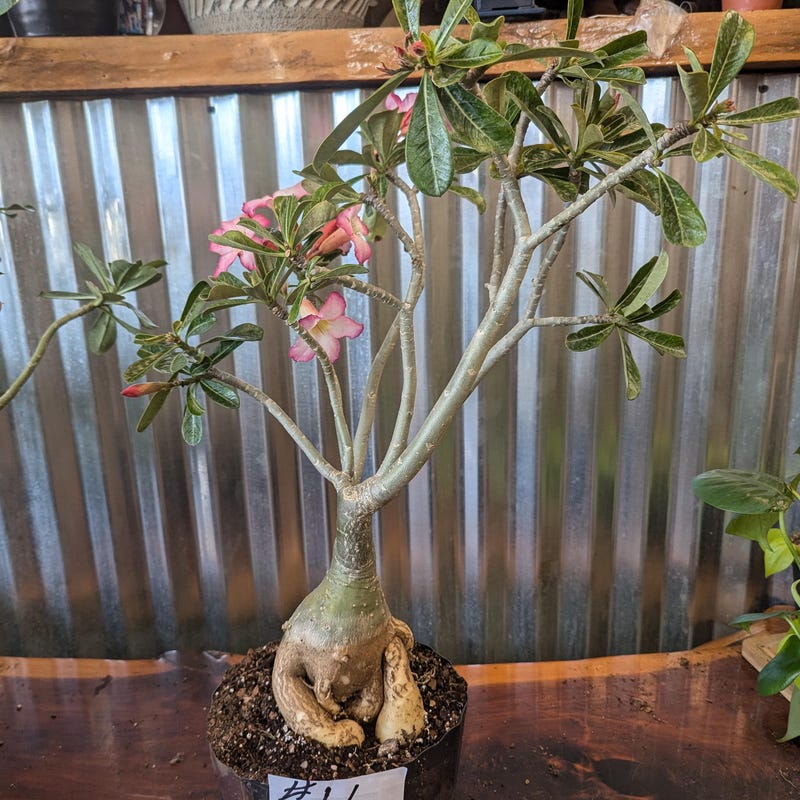 Desert Rose Plant - Etsy