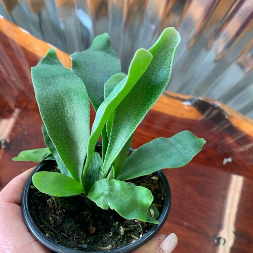 Fresh Leather Leaf Fern 18-20 Stems | Etsy