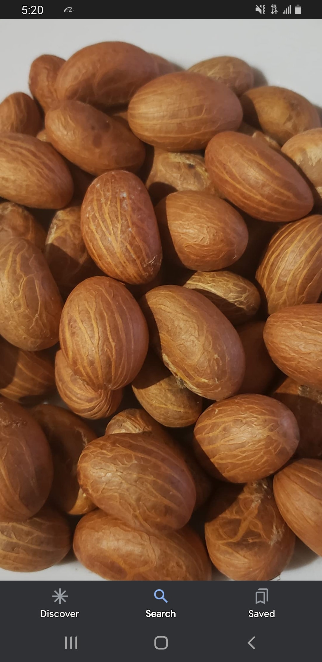 Bitter Kola Nuts, Orogbo Kola Nuts, Garcinia Kola Nuts Very Fresh and ...