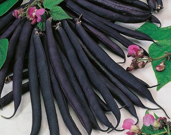 Purple Queen Bush Bean Seeds, Heirloom, NON GMO, Country Creek Acres - Etsy