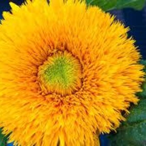 Golden Orb of Joy: Sungold Giant Sunflower Seeds - Etsy