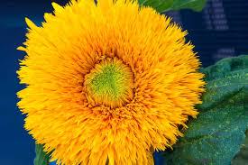 Golden Orb of Joy: Sungold Giant Sunflower Seeds - Etsy