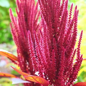 Red Army Amaranth Seeds - Striking, Dark Red-maroon Leaves and Often ...