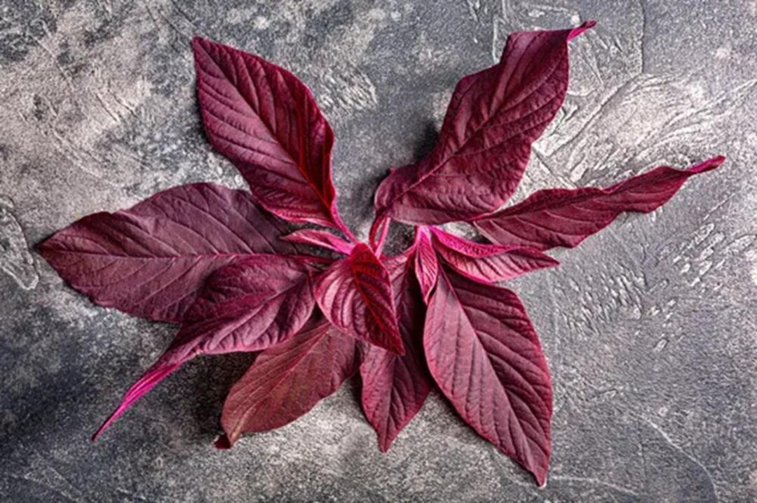 Midnight Red Amaranth Seeds - A Visually Striking Variety of Amaranth ...