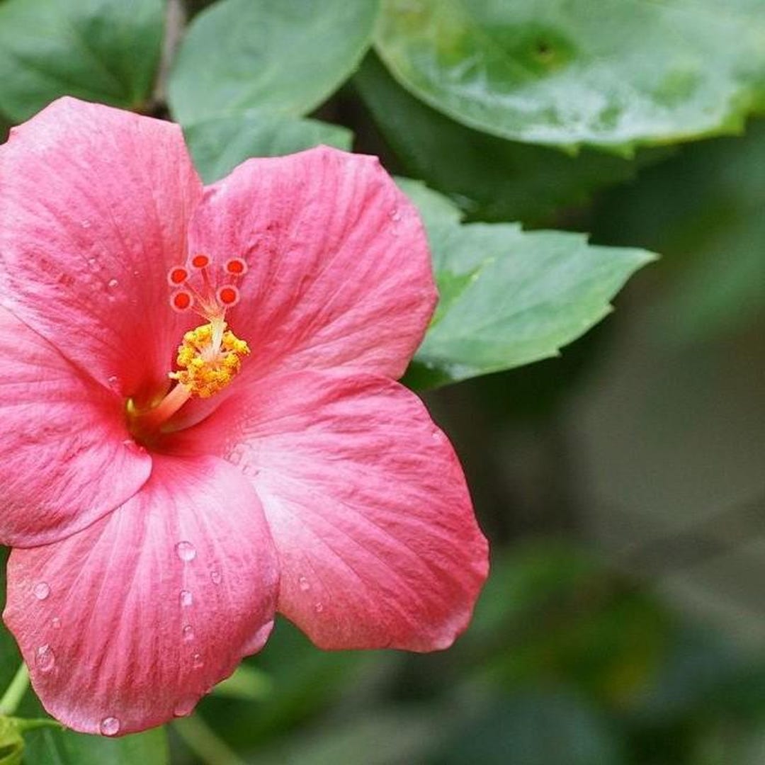 Tropical Flair: Rose Mallow Seeds (tree Mallow) - Etsy