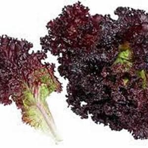 Lettuce Seeds, Red Leaf, Lolla Rosa, Heirloom, NON-GMO Seeds, Crisp ...
