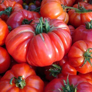 German Queen Tomato Seeds. 1-2 Pound Fruit. 88 Days. Heirloom, Open ...