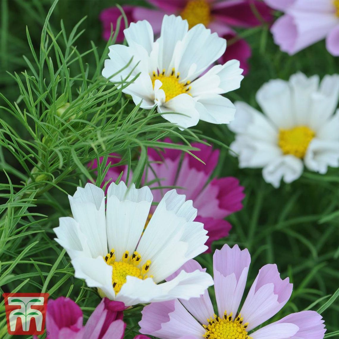 Sea Shells Cosmo Seeds - Beautiful Bright 3 Inch Flowers - Flowers Are ...