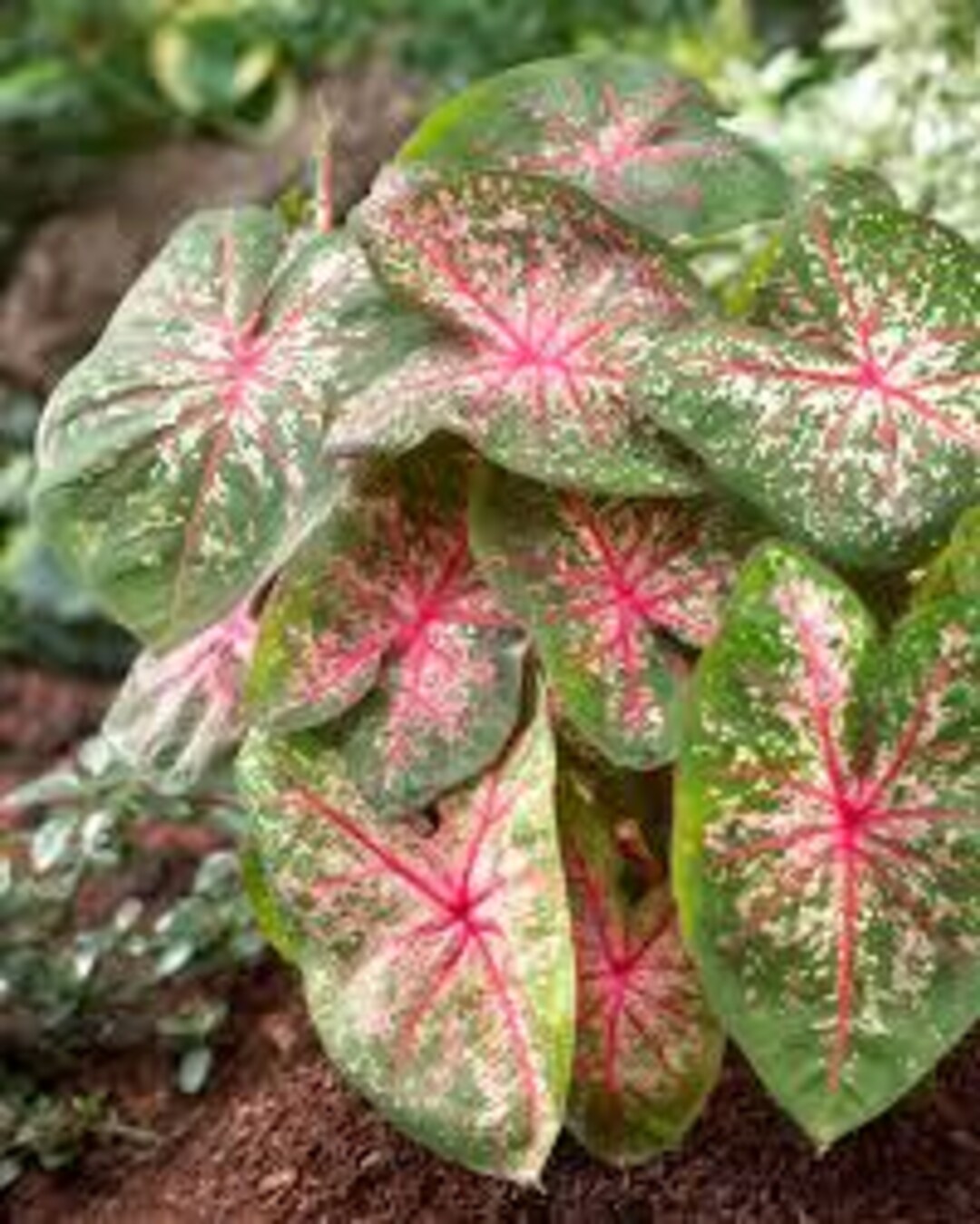 Pink Caladium Bulbs - Dazzling Color! - Shade-loving, Tropical Bulbs ...