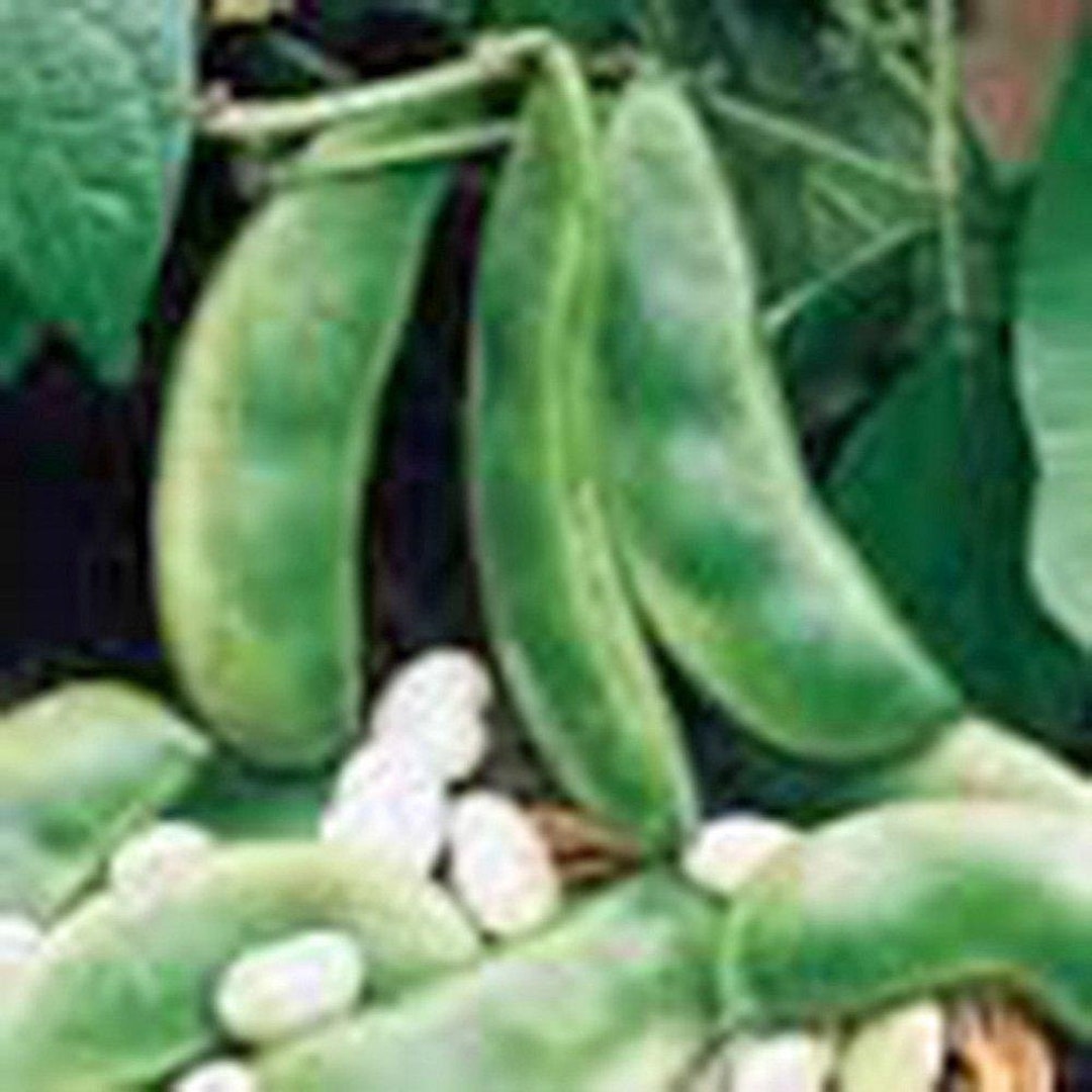 Bean Seeds Mix Garden Top 5 Collection, Heirloom Seeds, 5 Top Varieties ...