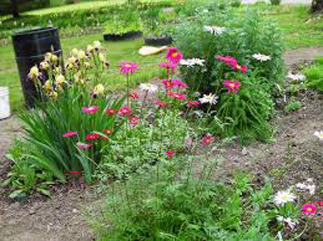 Painted Daisy Seeds, Flower Seeds , Beautiful Mulit Colored Blooms. - Etsy