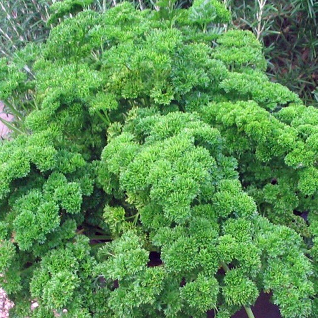 Parsley Seed, Moss Curled, Heirloom, NON-GMO Seeds, Country Creek Acres ...