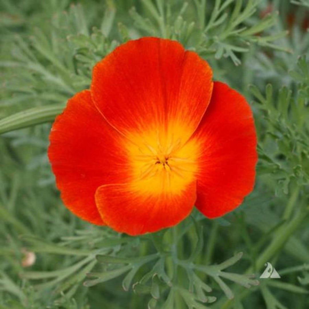 California Poppy Red Chief Seeds - Stunning Wildflowers for Vibrant ...