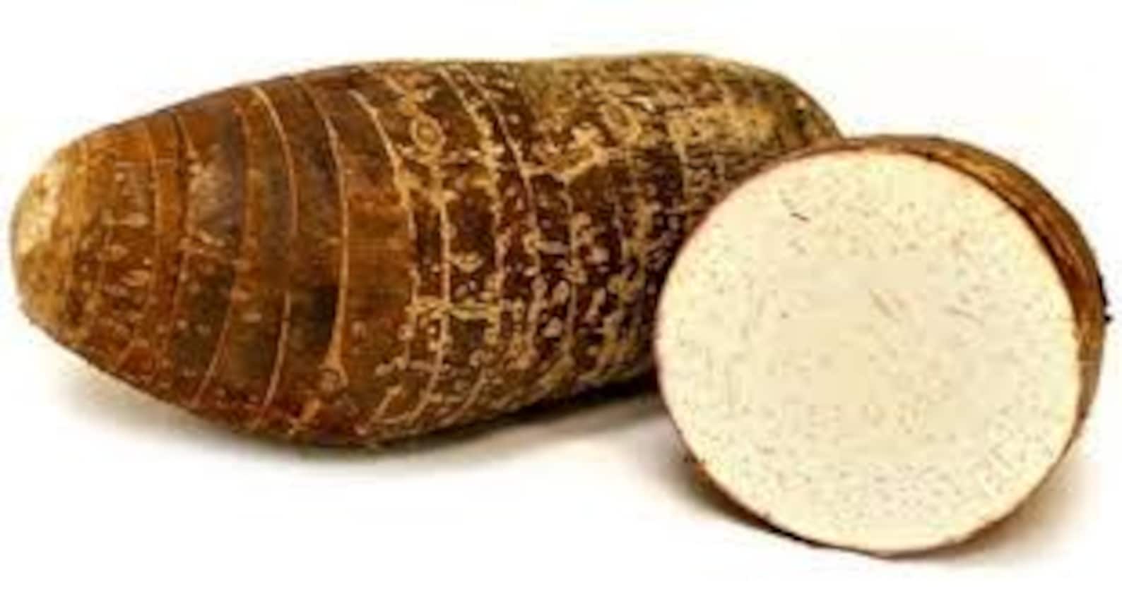 Taro Root (corms) - Grow Your Own Tropical Edible -white Flesh ...