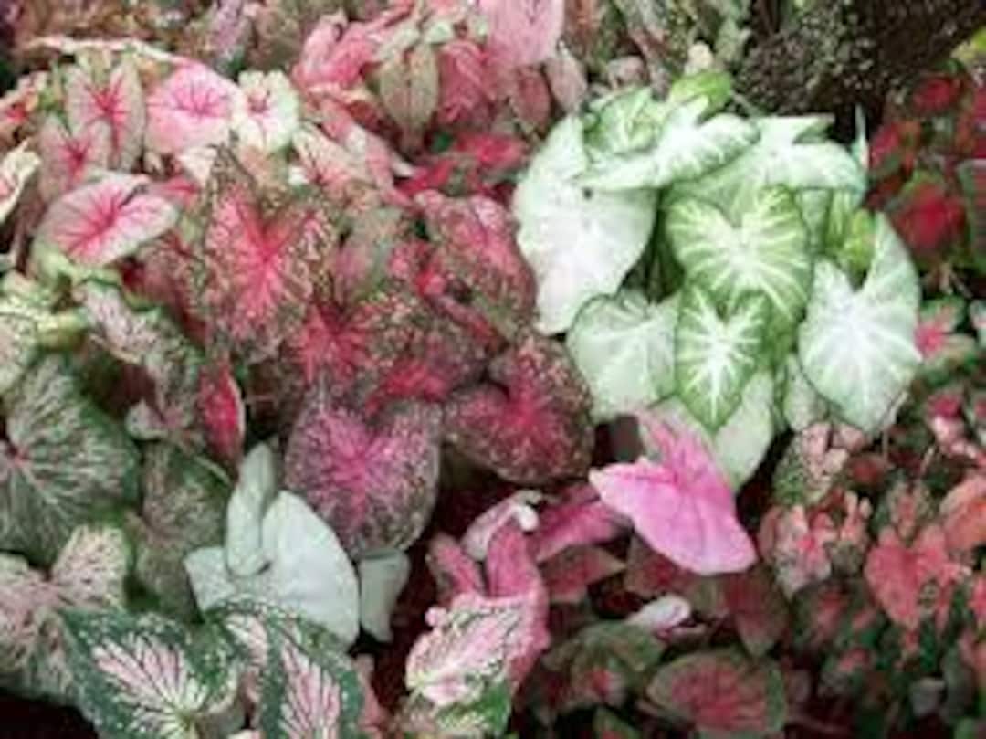 Caladium Fancy Leaf Mix - Dazzling Colors & Patterns! - Shade-loving ...