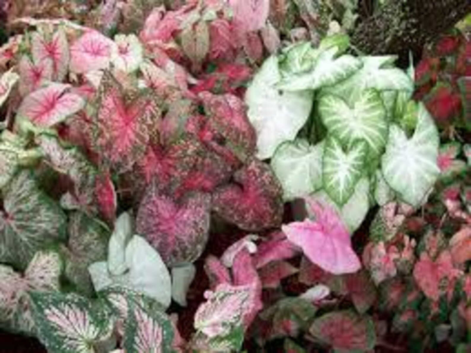Caladium Fancy Leaf Mix - Dazzling Colors & Patterns! - Shade-loving ...