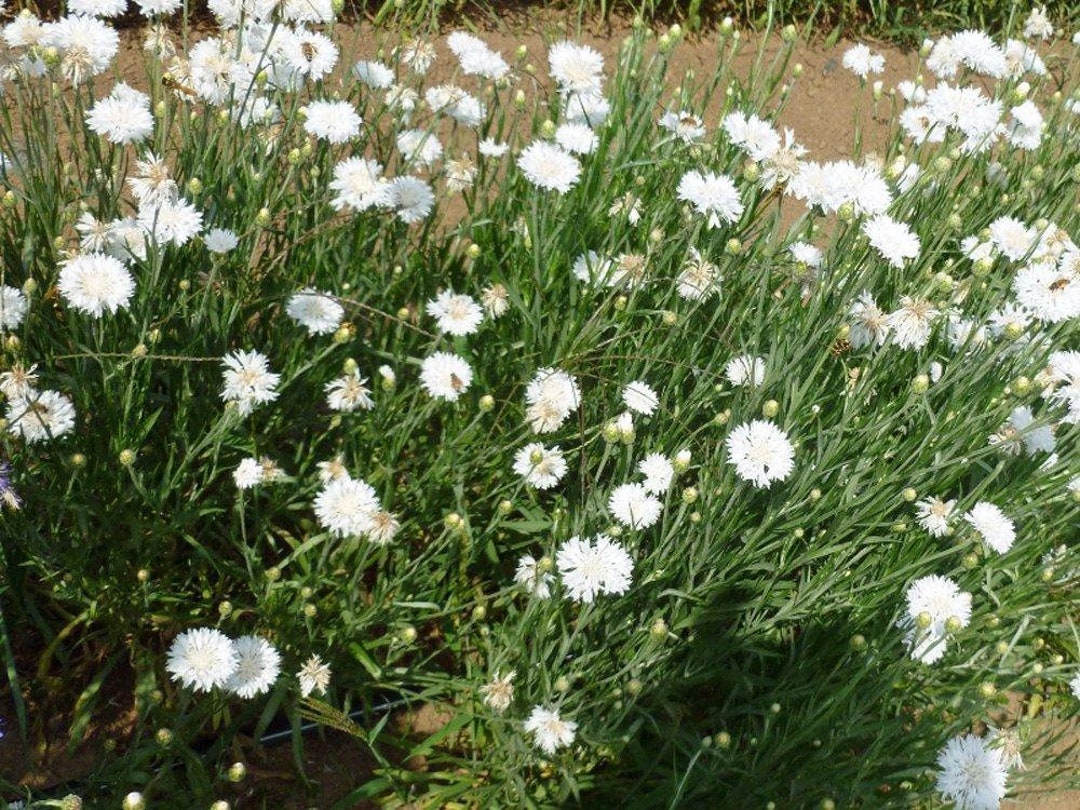 Bachelor Button Seeds, Tall White Seeds, Beautiful White Colored Blooms ...
