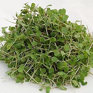 Leafy Garden Sprouting Mix- Mix of Clover, Arugula, Radish and ...