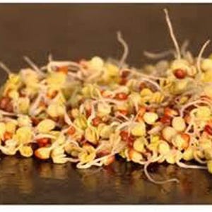Leafy Garden Sprouting Mix- Mix of Clover, Arugula, Radish and ...