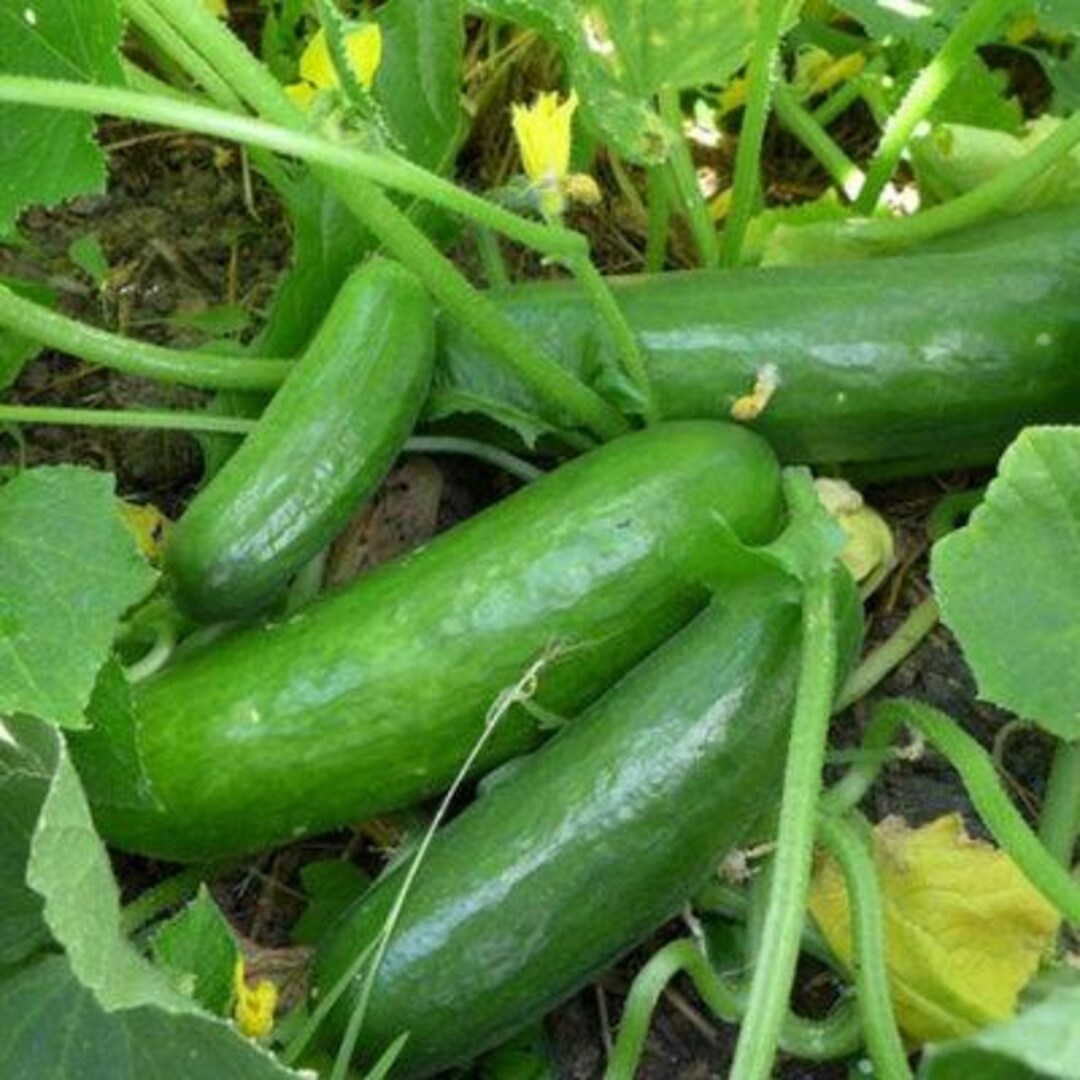 Muncher Cucumber Seeds - Popular, High-yielding, Burpless Variety ...