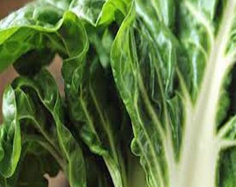 Swiss Chard, Large White Ribbed Swiss Chard Seeds, Heirloom, NON GMO ...