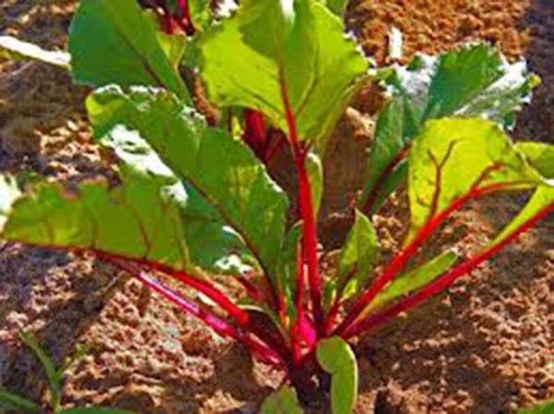 Beets, Ruby Queen, Heirloom, NON-GMO Seeds, Tender and Sweet, Deep Red ...