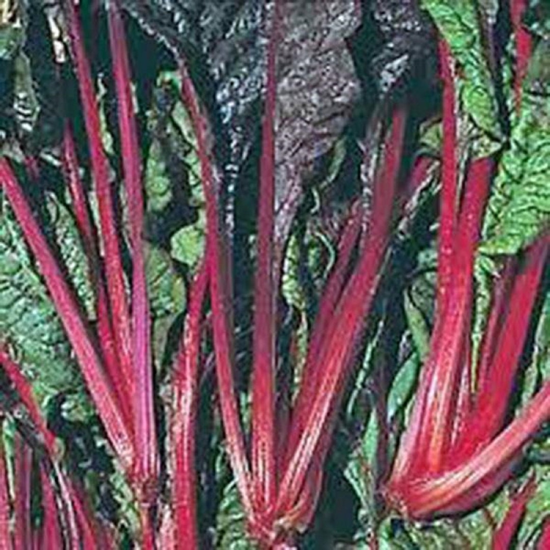 Swiss Chard Seeds, Ruby Red Swiss Chard, Heirloom, NON-GMO Seeds. Country Creek Acres - Etsy