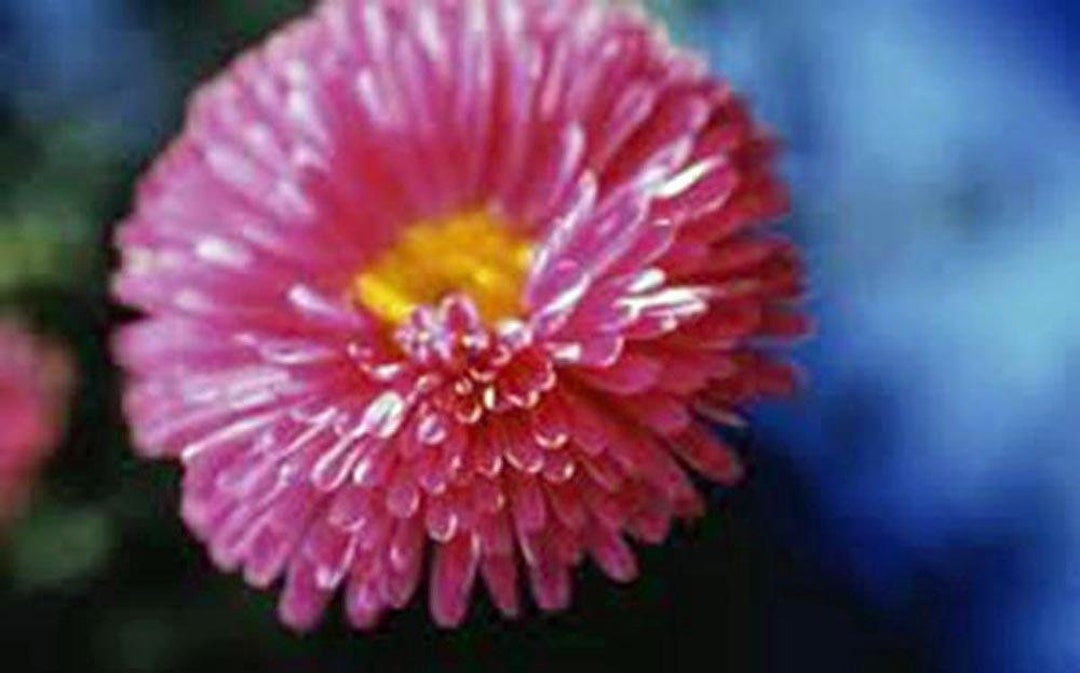 ASTER, RAINBOW SEEDS Beautiful Vivid Bright Blooms - Etsy