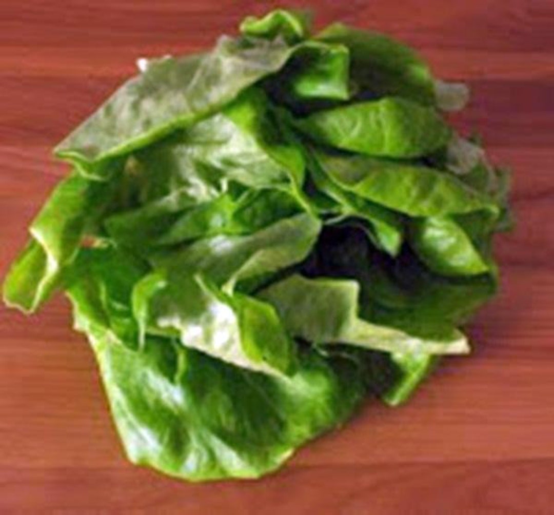 Lettuce Seeds, Bibb Leaf Butterhead, Heirloom, NON-GMO Seeds, Delicious ...