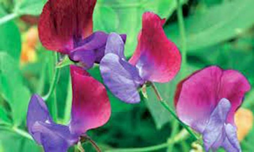 A Royal Bouquet: Sweet Pea 'royal Family Mix' Seeds - Etsy