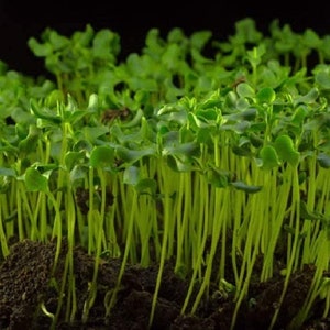 Flax Seed, Sprouting Seeds, Microgreen, Sprouting, Non GMO - - Etsy