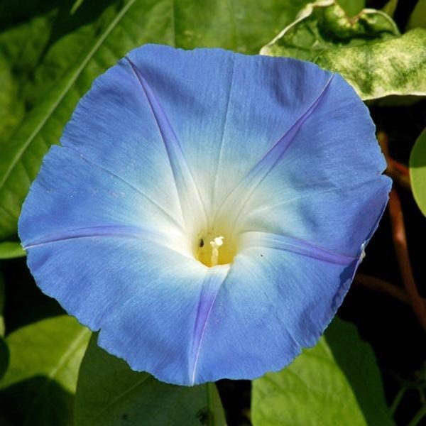 Morning Glory, Heavenly Blue, Seeds Beautiful Blue Season Long Blooms ...