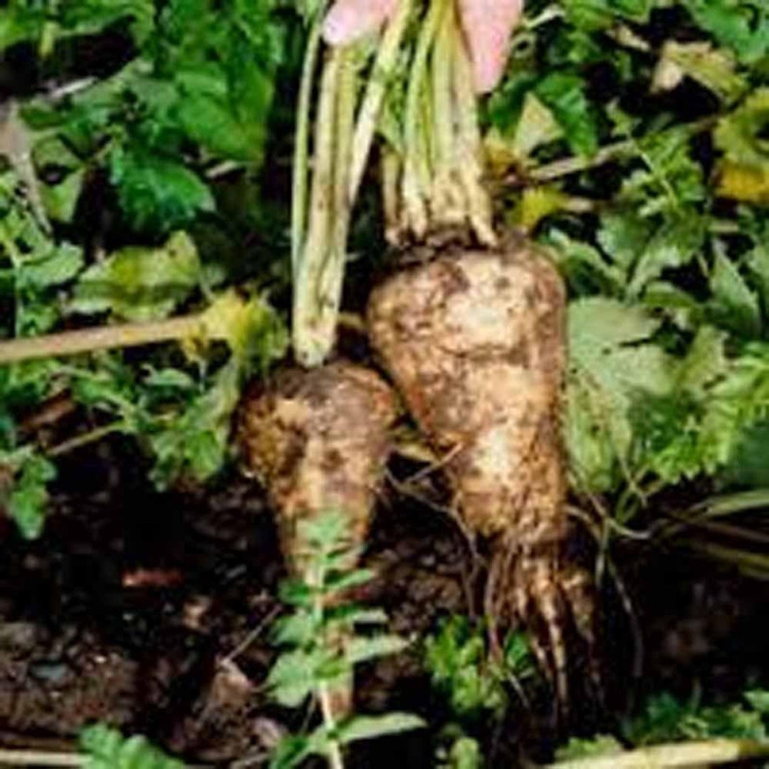 Parsnip, Hollow Crown Seeds, NON- GMO Seeds, Sweet White Flesh Has Good ...