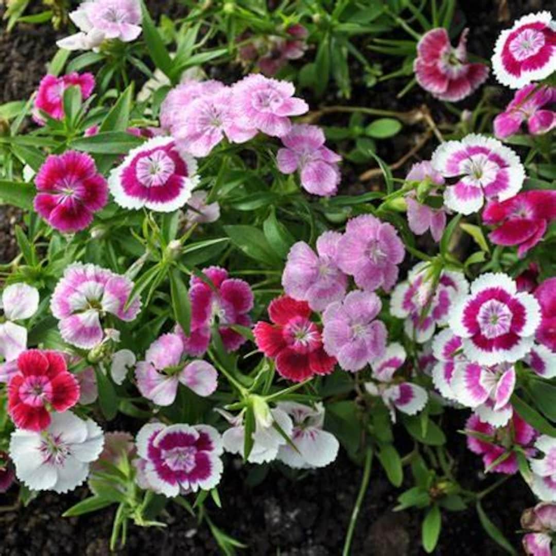 Wee Willie Sweet William Flower Seeds - Produces Clusters of Small ...