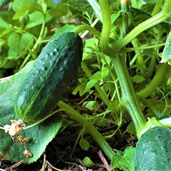 Spacemaster 80 Cucumber Seeds It Produces Crisp - Etsy