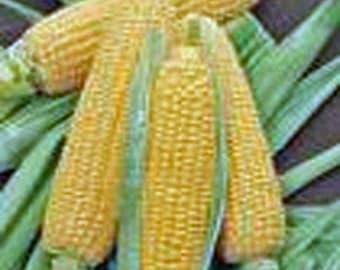 Corn Seed Garden Collection, 6 Varieties, NON GMO, Heirloom, Country ...