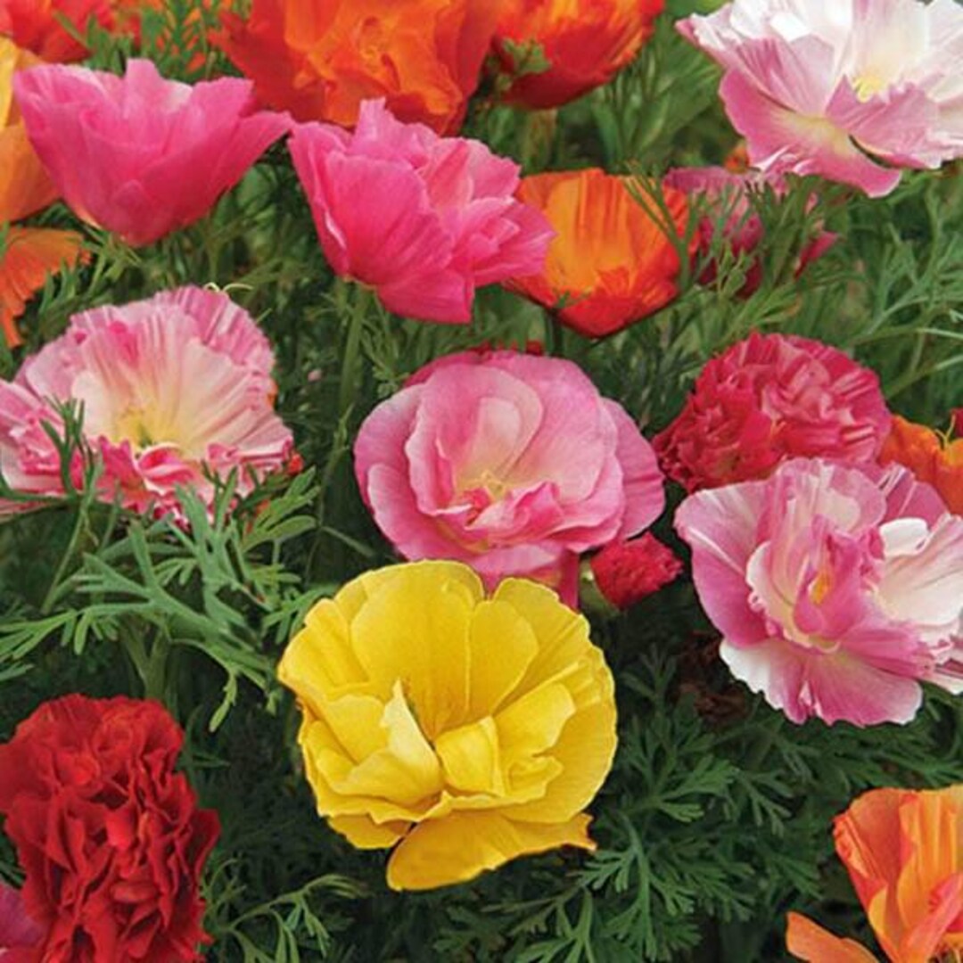 California Poppy Mission Bell Seeds - Vibrant Wildflower Seeds for ...