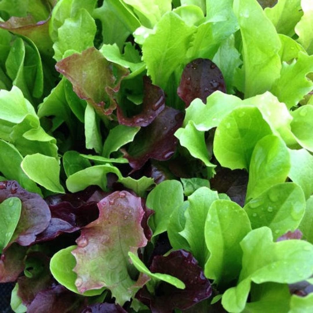 Mesclun Mix Lettuce Seeds - Mixed Greens, Non-gmo, Tasty Mix of Greens ...