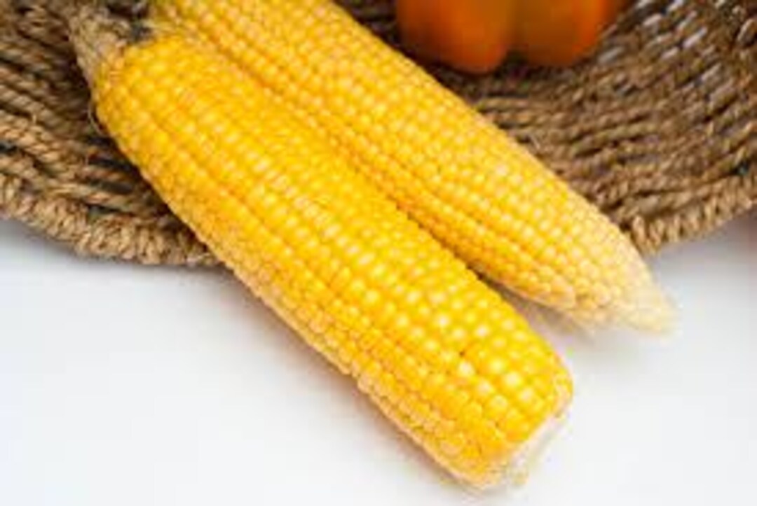Jubilee Sweet Corn - Produces Attractive Deep, Bright Yellow Kernels ...