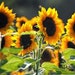 Golden Sunflower Seeds Heirloom, the Classic Sunflower - Etsy