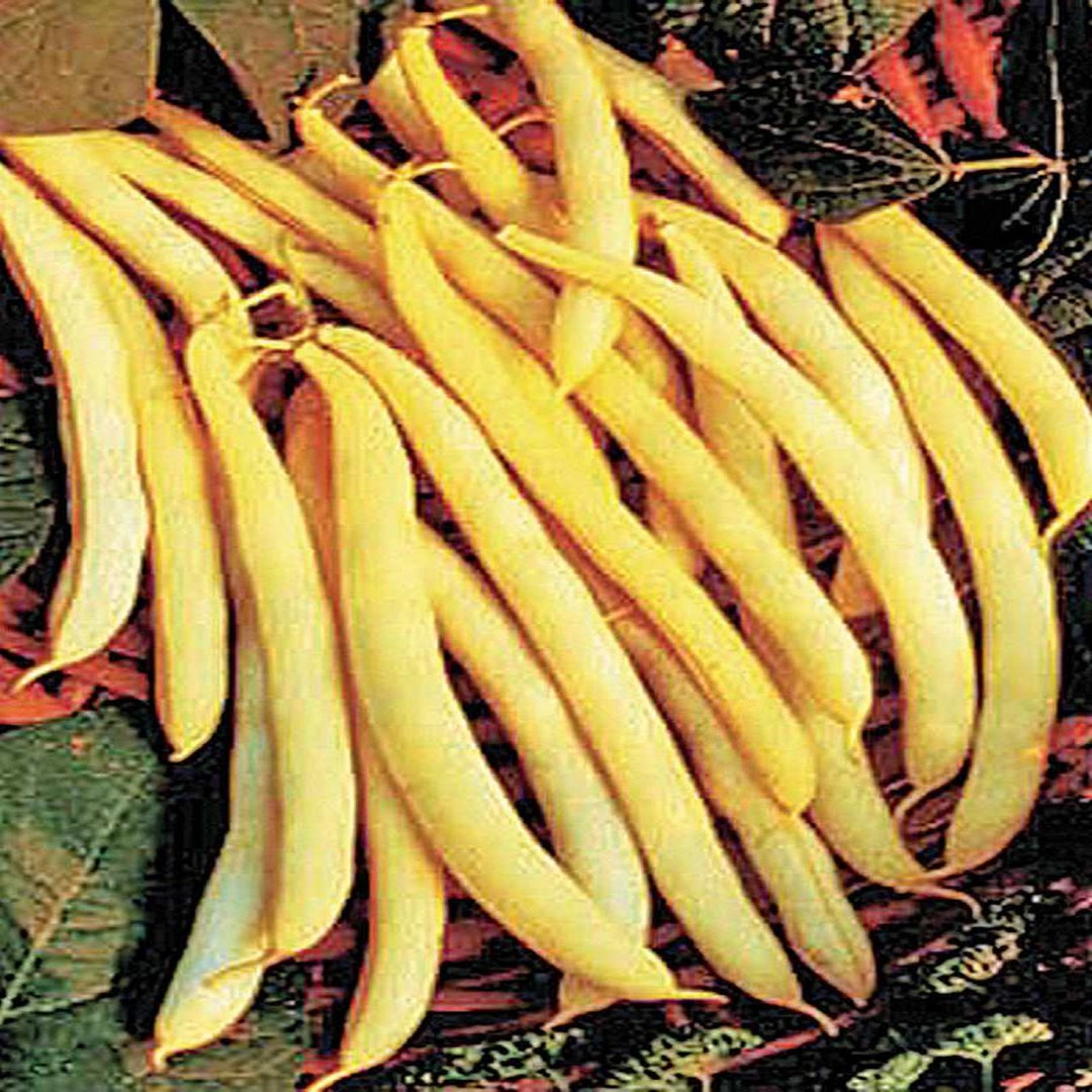 Cherokee Wax Bean Seed, NON-GMO Seeds, Country Creek Acres - Etsy